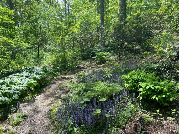 Our Collections — Bartlett Arboretum & Gardens
