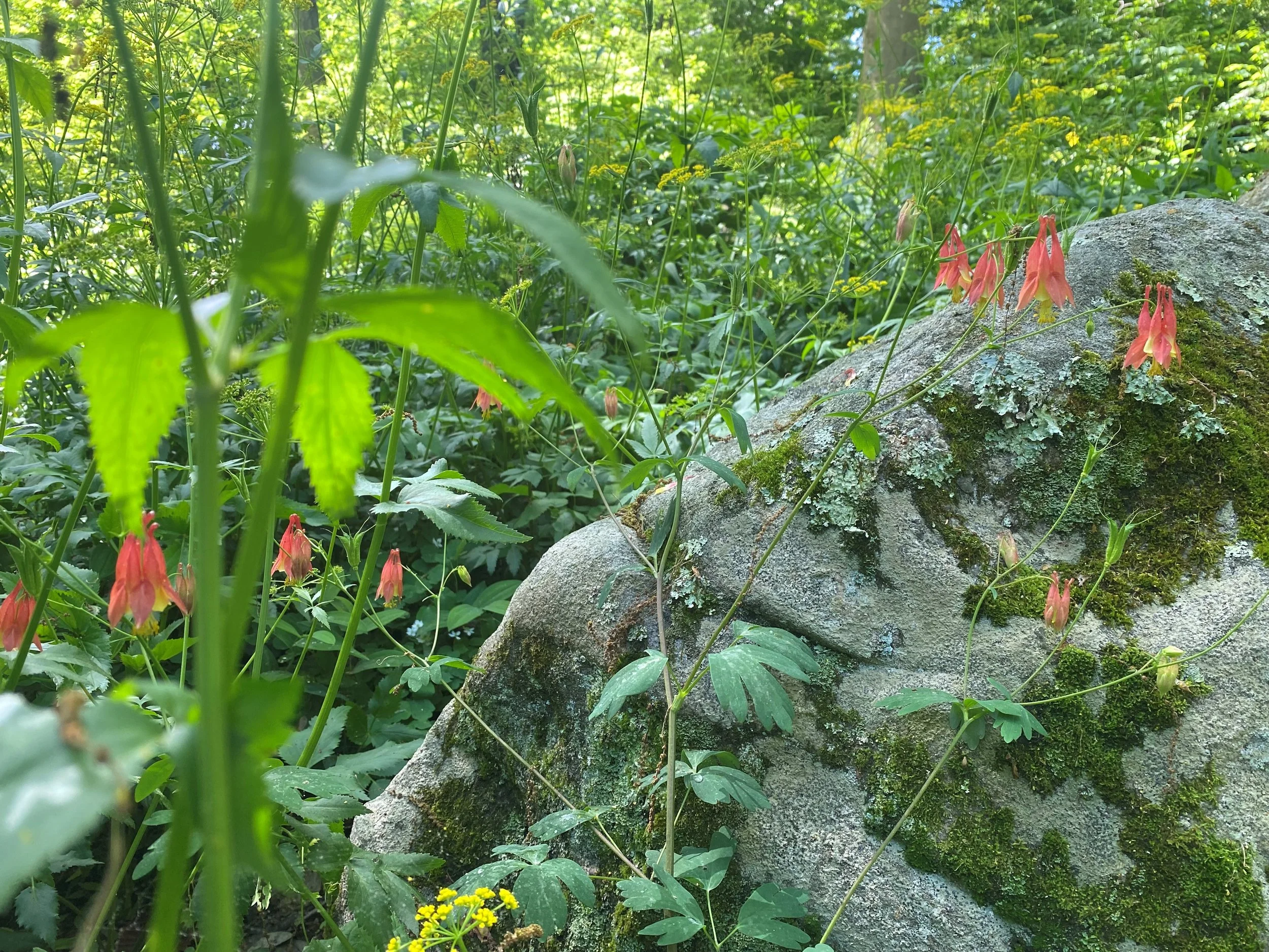 Native Plant Shade Garden — Bartlett Arboretum & Gardens