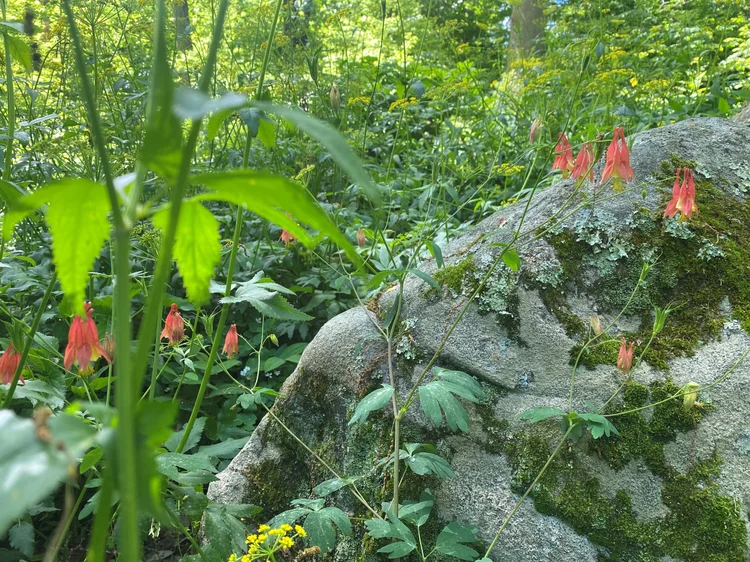 Native Plant Shade Garden — Bartlett Arboretum & Gardens