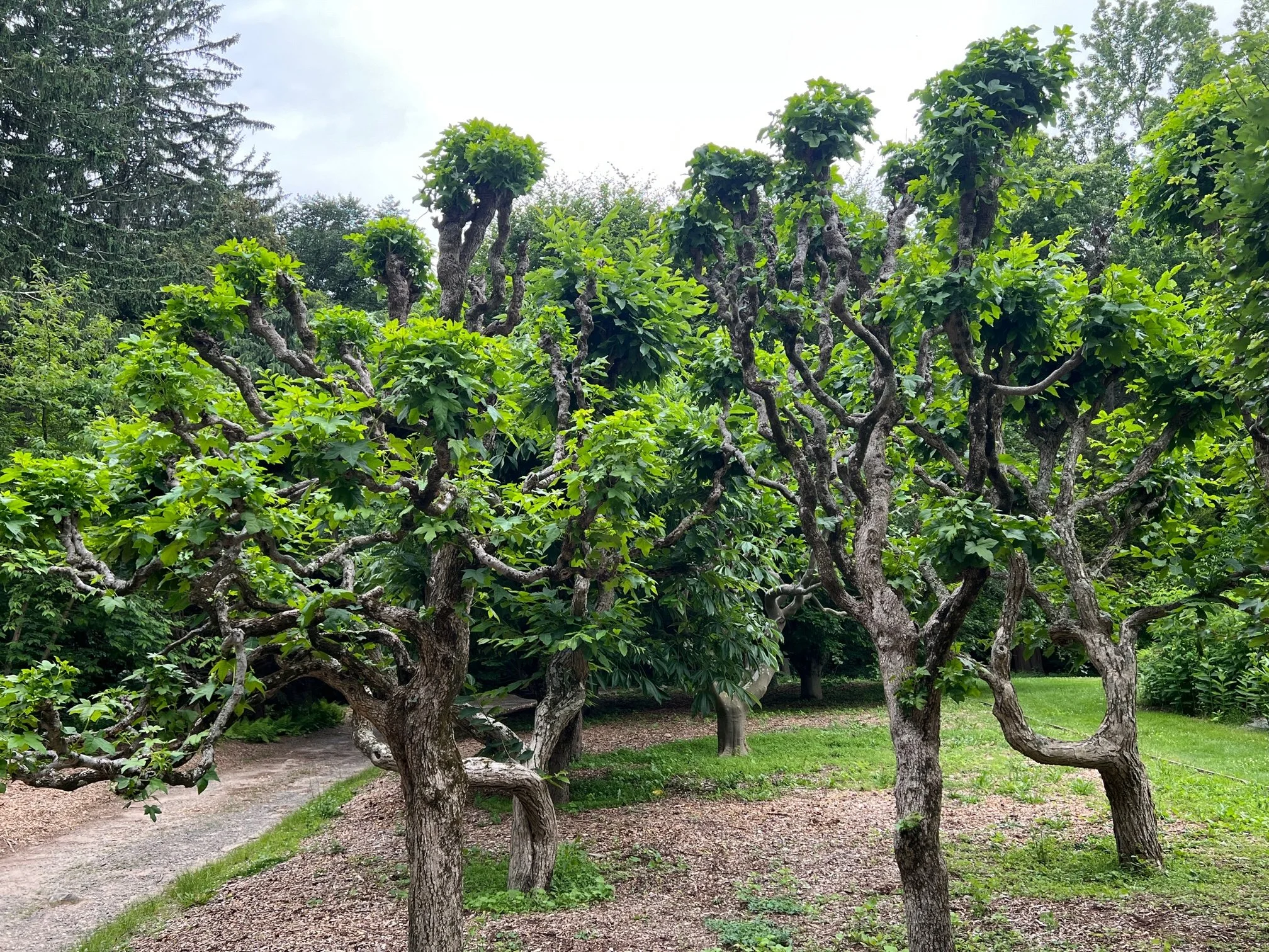 Our Collections — Bartlett Arboretum & Gardens