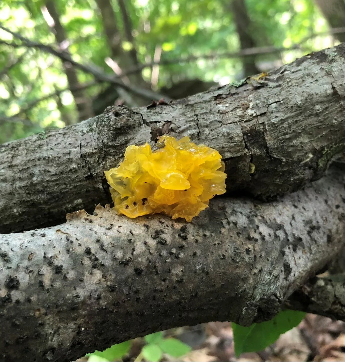 The Spooky Side of Fungi — Bartlett Arboretum & Gardens