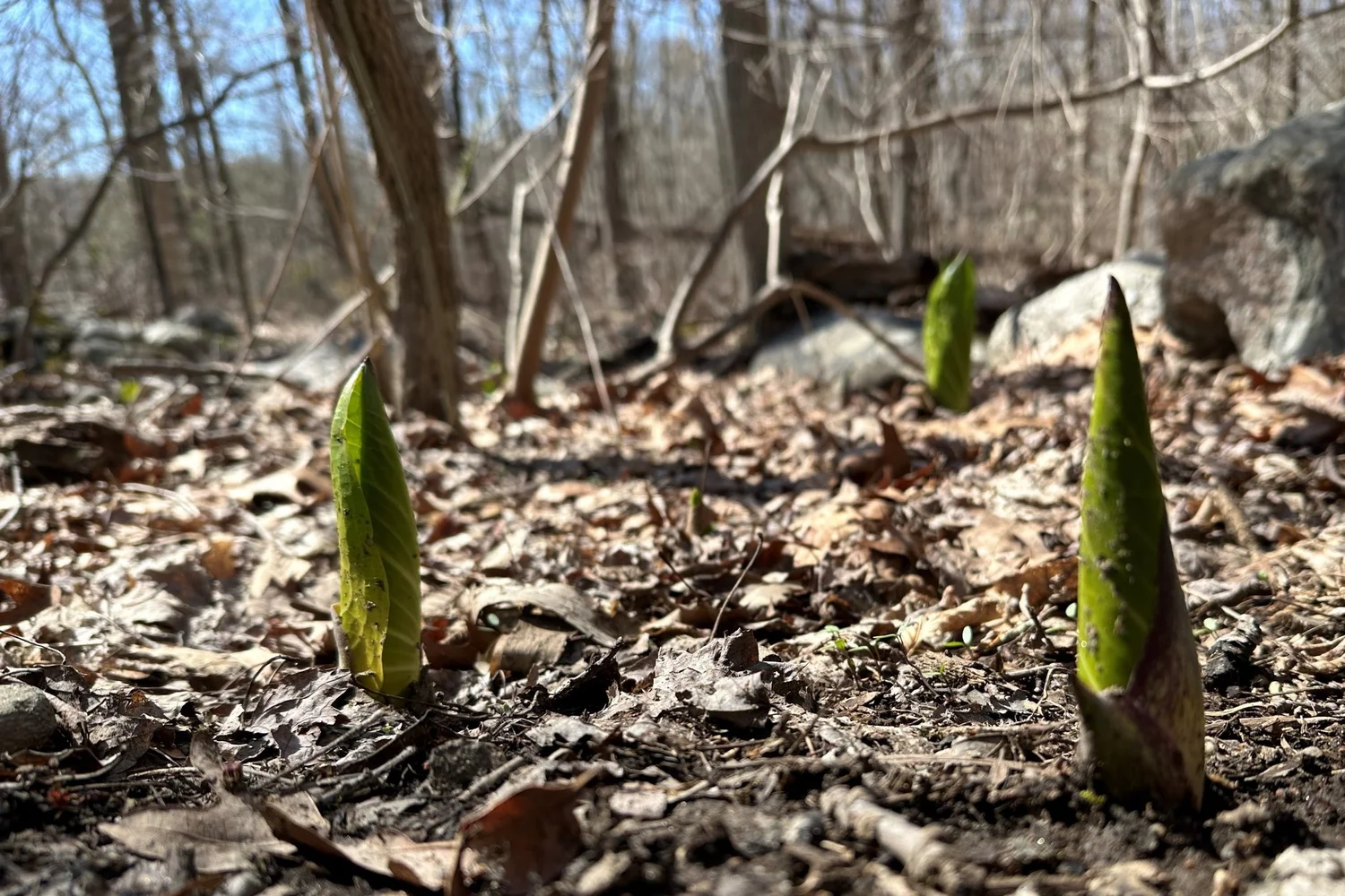 Early Signs of Spring — Bartlett Arboretum & Gardens