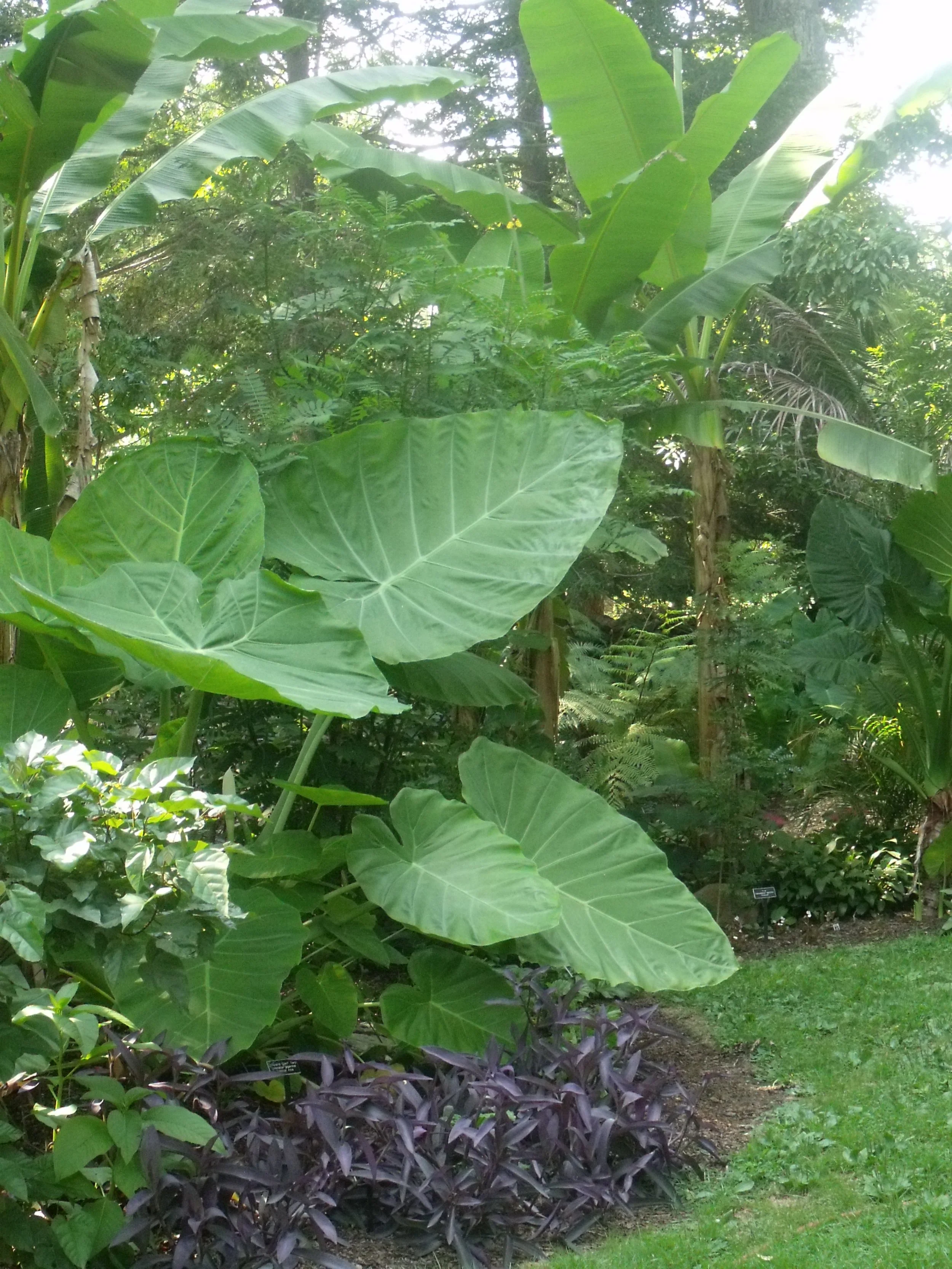 Guided Tour: Tropical Garden — Bartlett Arboretum & Gardens