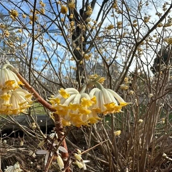 Seclueded Garden — Bartlett Arboretum & Gardens