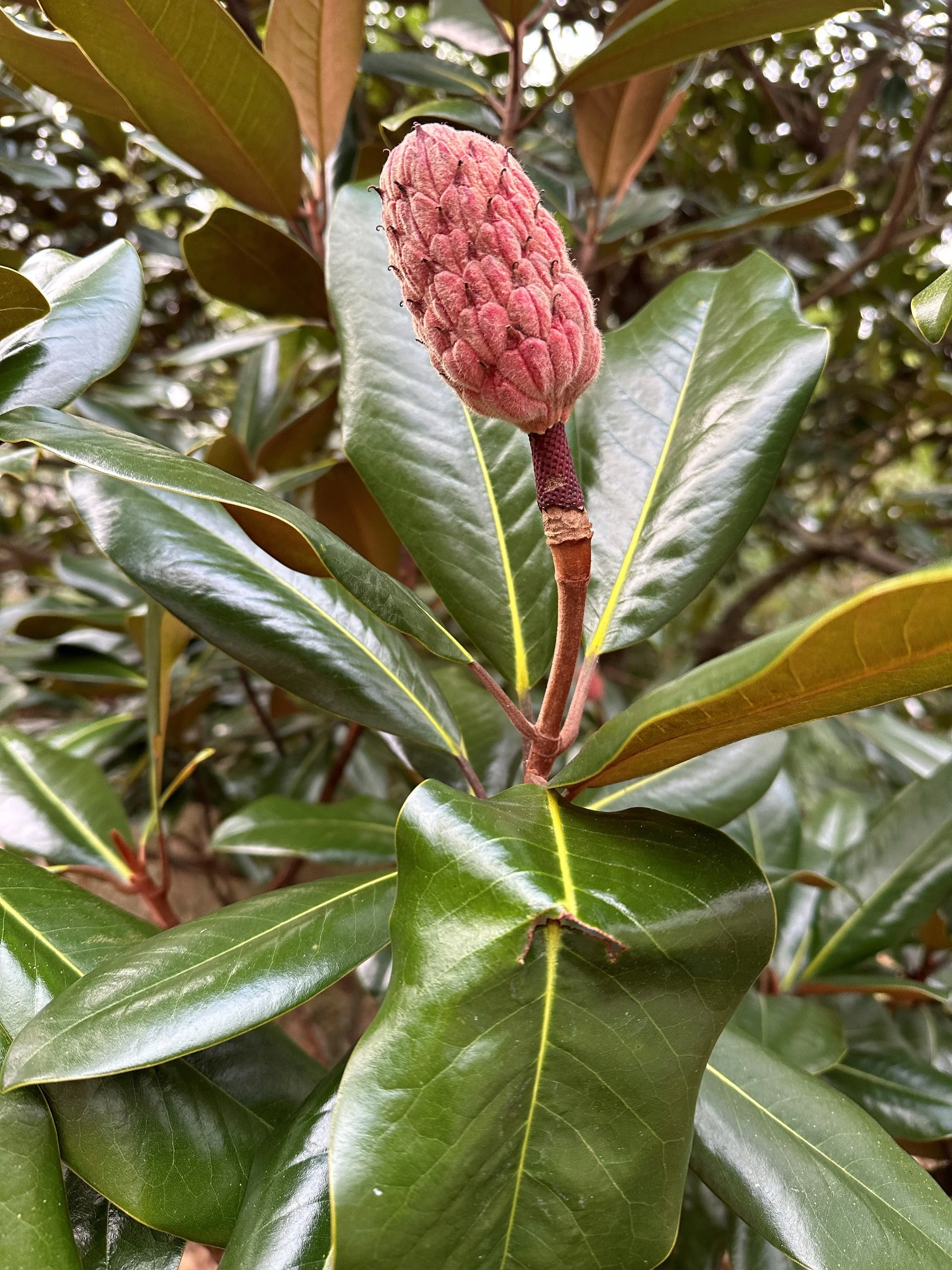 Kate and Robert Bartlett Magnolia Collection — Bartlett Arboretum & Gardens
