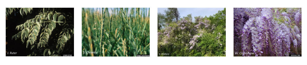 Connecticut Adds Four Plants to its Invasive Plant List — Bartlett ...