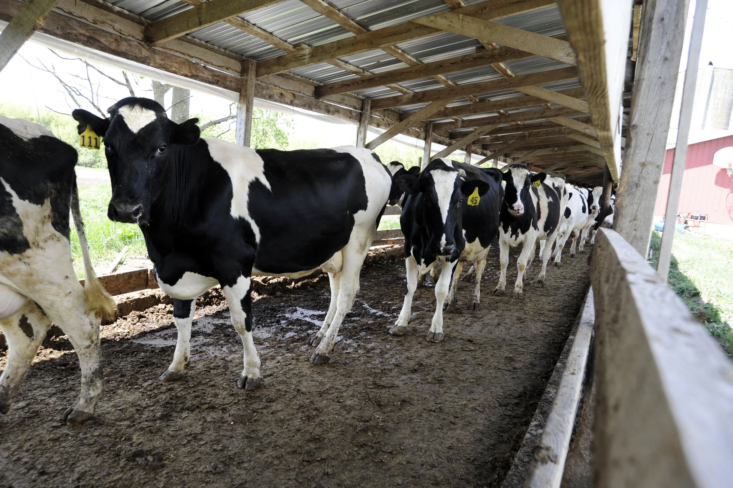 Changing Times: North Country Dairy Farmers Tell Their Stories — Weave News