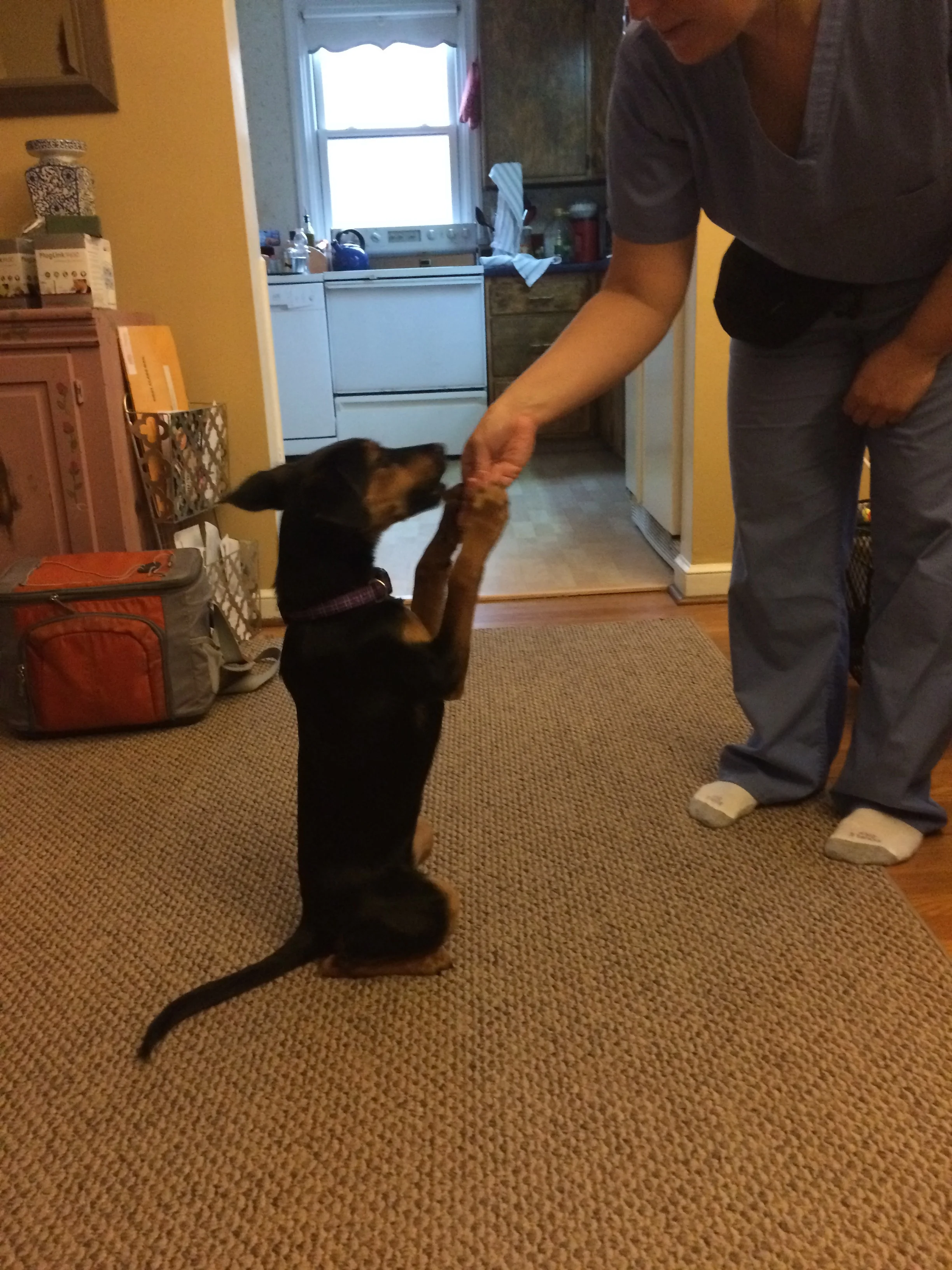HD Dog Training Llc.