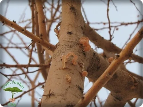 What is Gum Arabic — Gum Arabic USA | (202) 630-8738 | Rated #1 Store ...