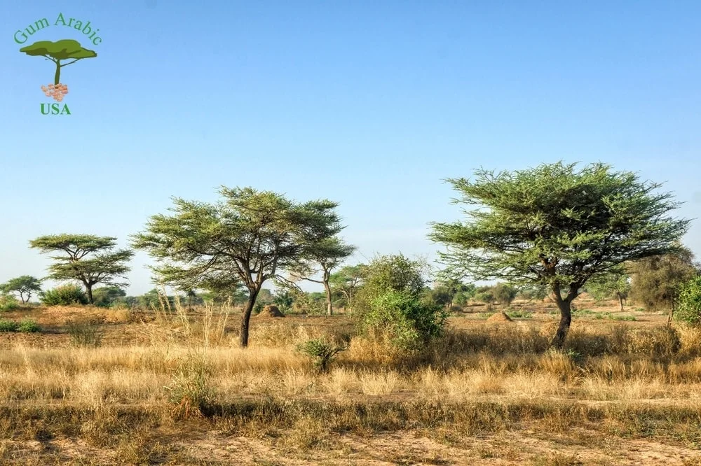 Hashab Gum Arabic — Gum Arabic USA | (202) 630-8738 | Rated #1 Store to ...