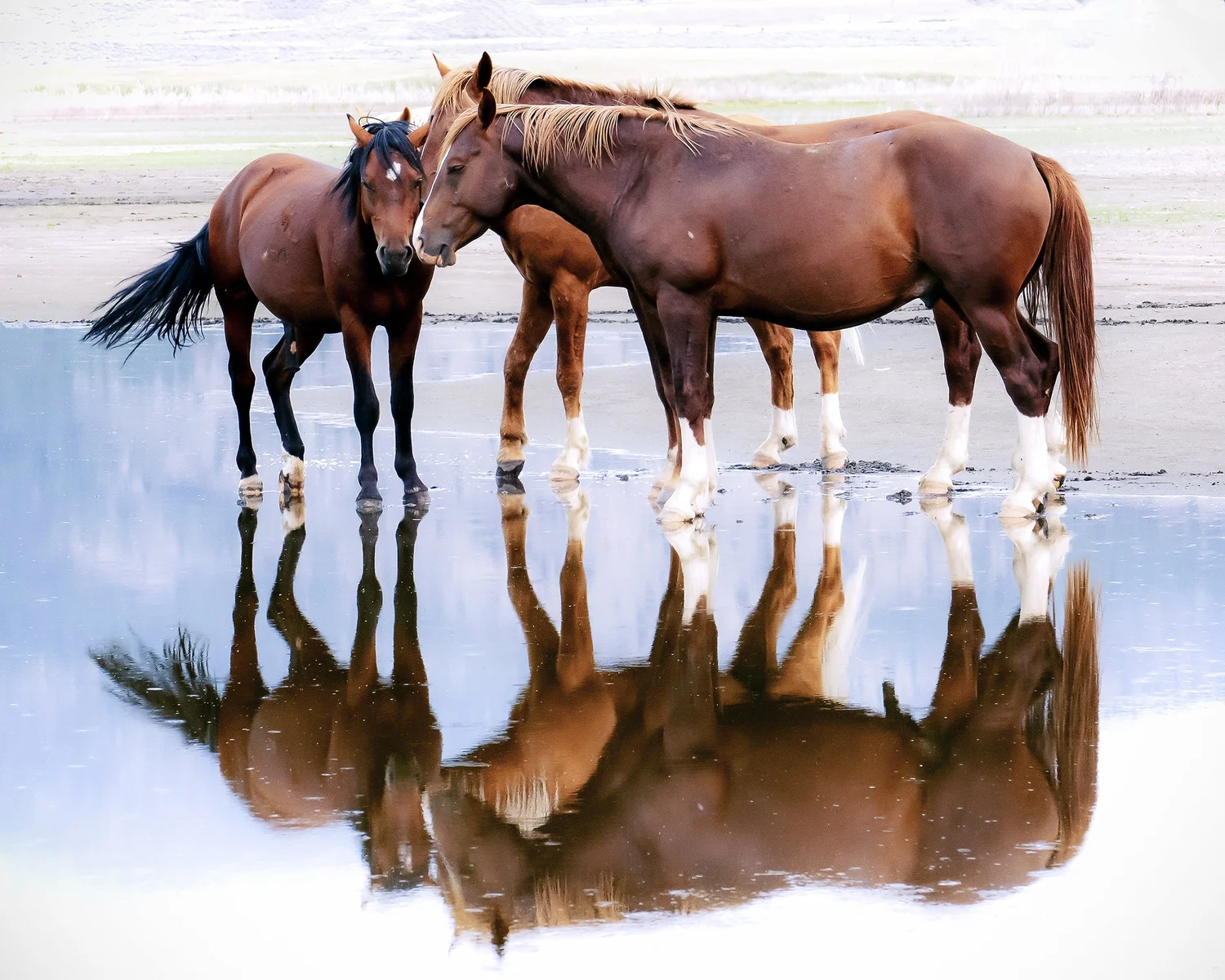 Interview with Susan Platt — Contemporary Art Curator Magazine