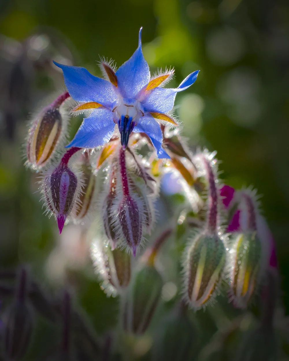 Interview with Susan Platt — Contemporary Art Curator Magazine