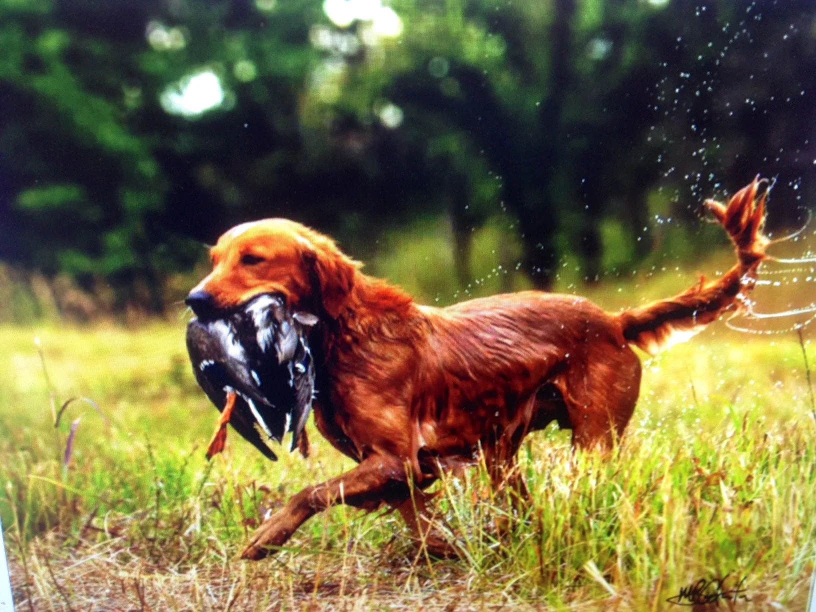 Golden Retriever Puppies — Dominator Dogs