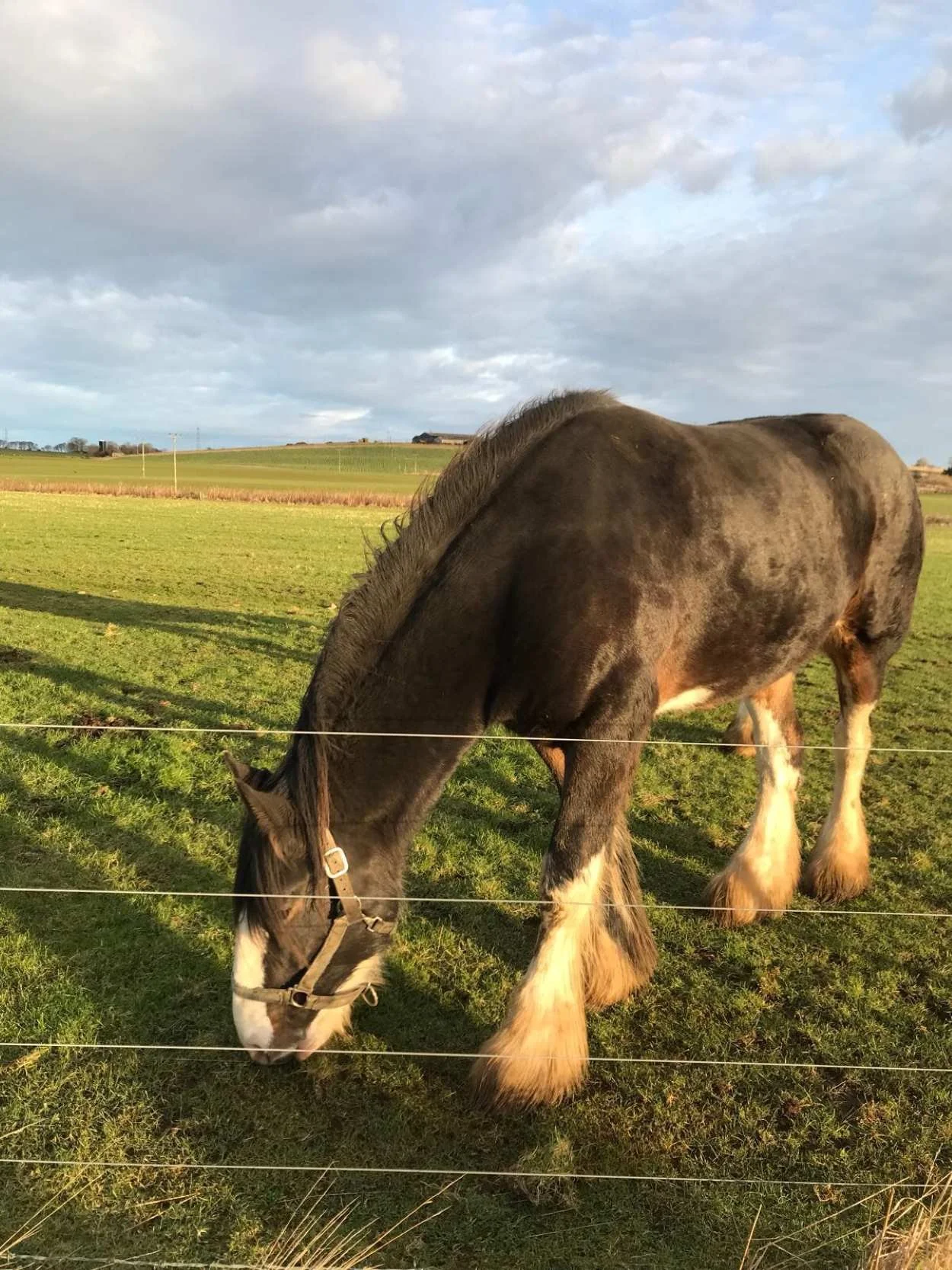 Black Clydesdale Horses — Strathorn