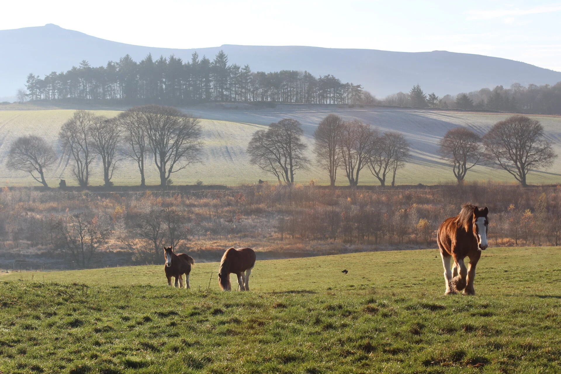 Strathorn