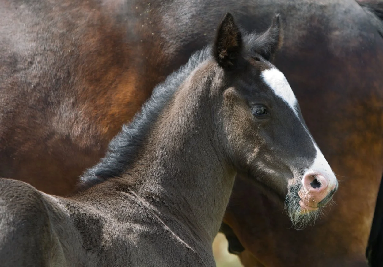 Dappled Grey Horses: The Beauty Behind the Phenomenon — Strathorn
