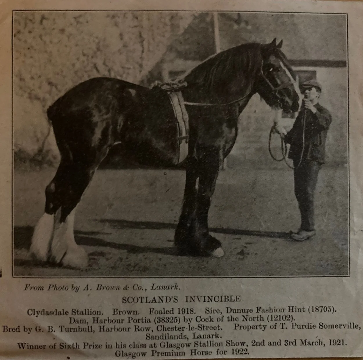 Black Clydesdale Horses — Strathorn