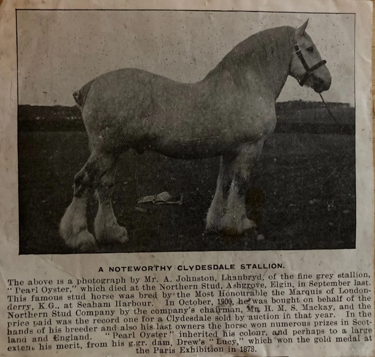 Black Clydesdale Horses — Strathorn