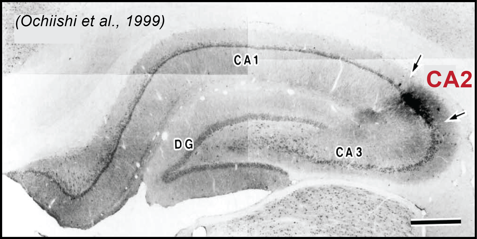 PlasticityLab | Research