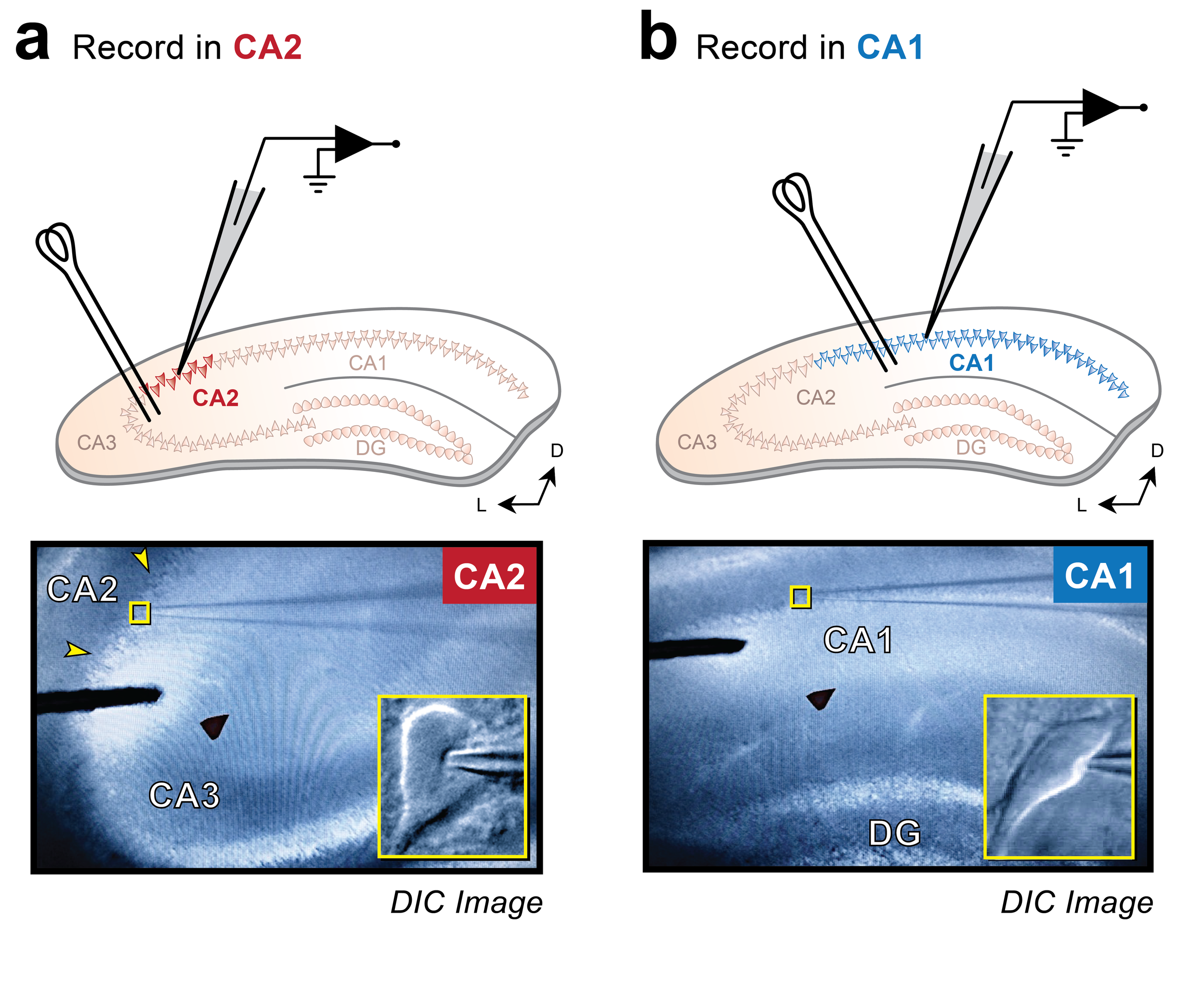 PlasticityLab | Methods