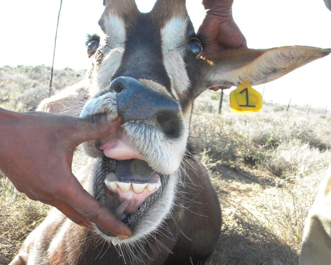 Sable Cows [Sold] — Swartrivier Wildlife