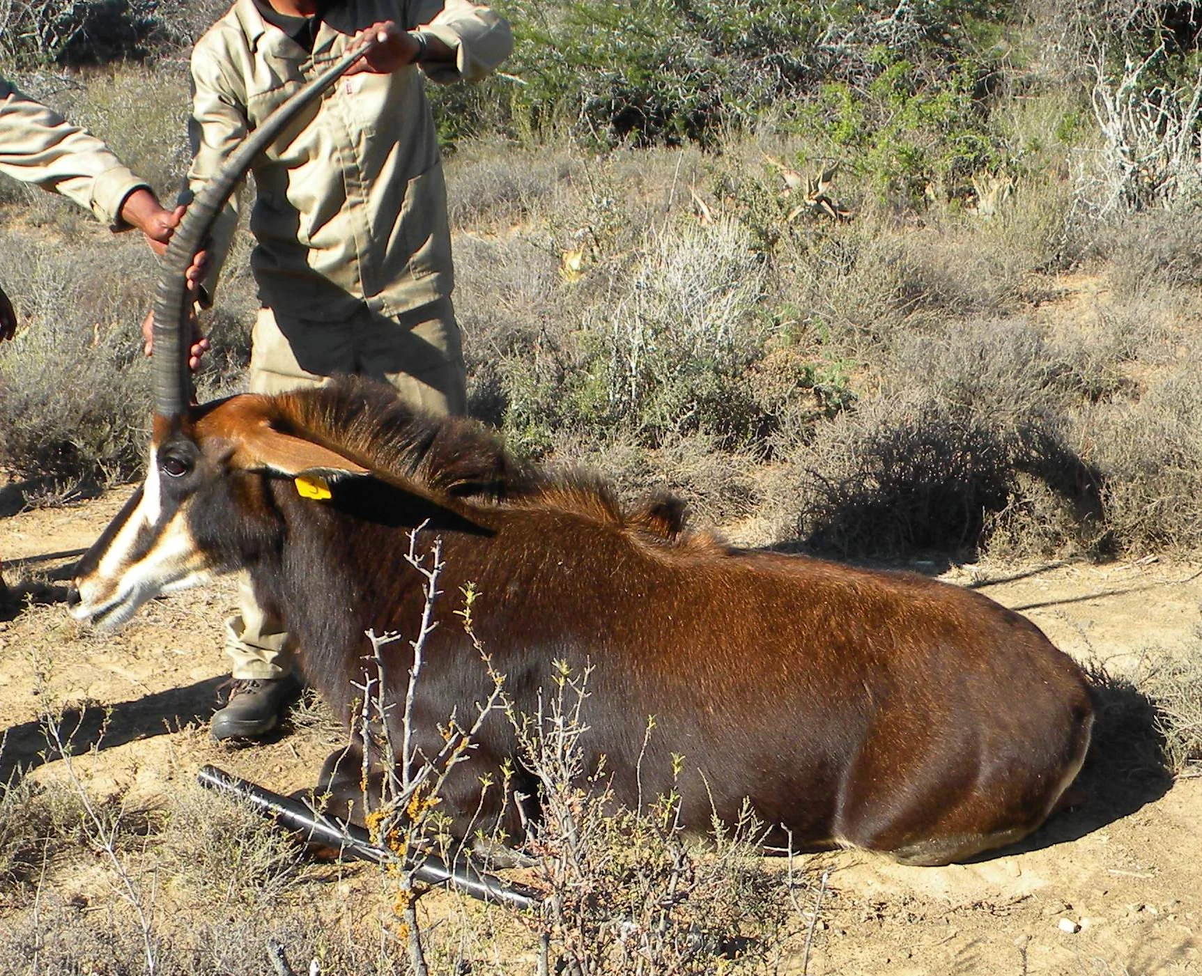 Sable Cows [Sold] — Swartrivier Wildlife
