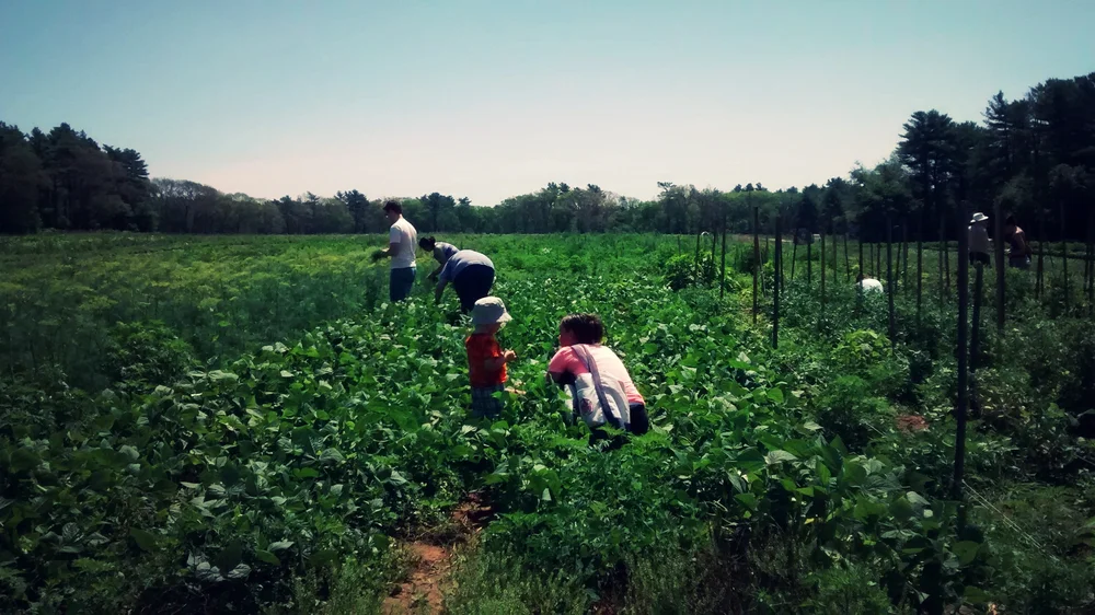 Equal Food Access — Freedom Food Farm