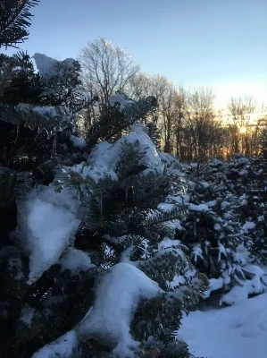 Do Ticks Hibernate During Winter? — Brewer Veterinary Clinic