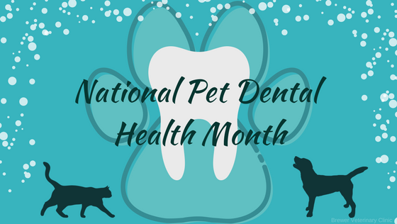 National Pet Dental Health Month — Brewer Veterinary Clinic