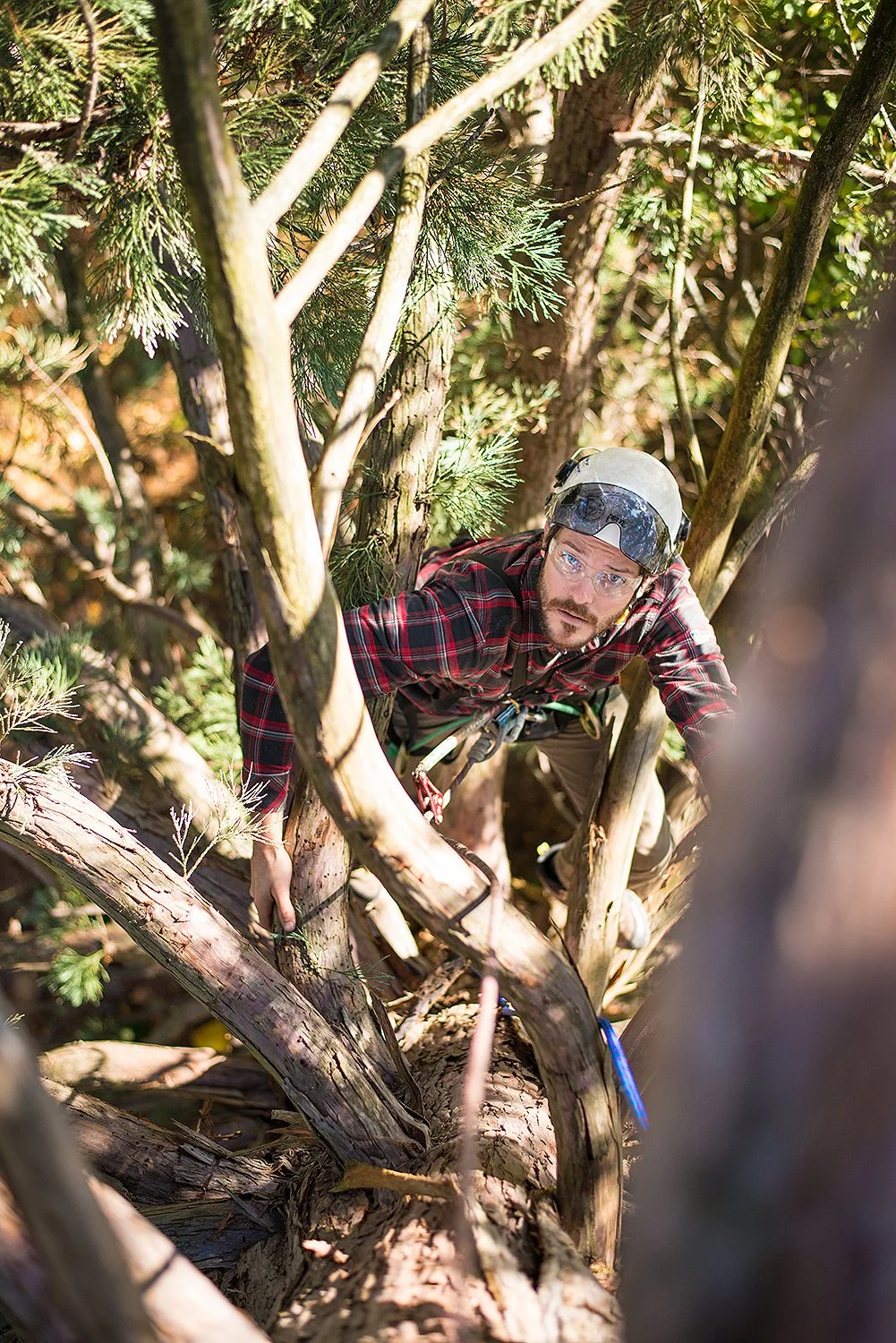 Canopy Climber Tree CareCanopy Climber