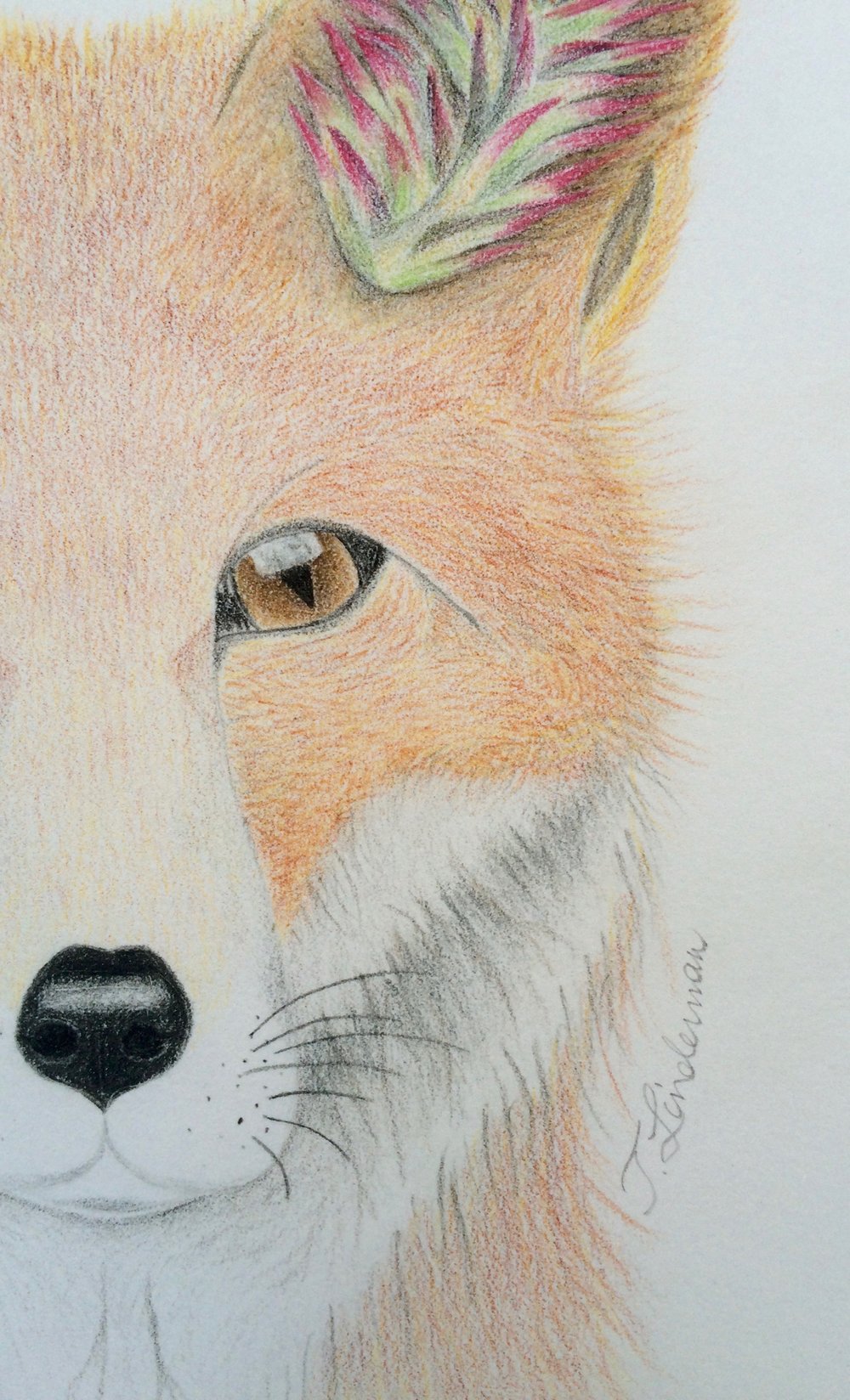 Fox Drawings Color