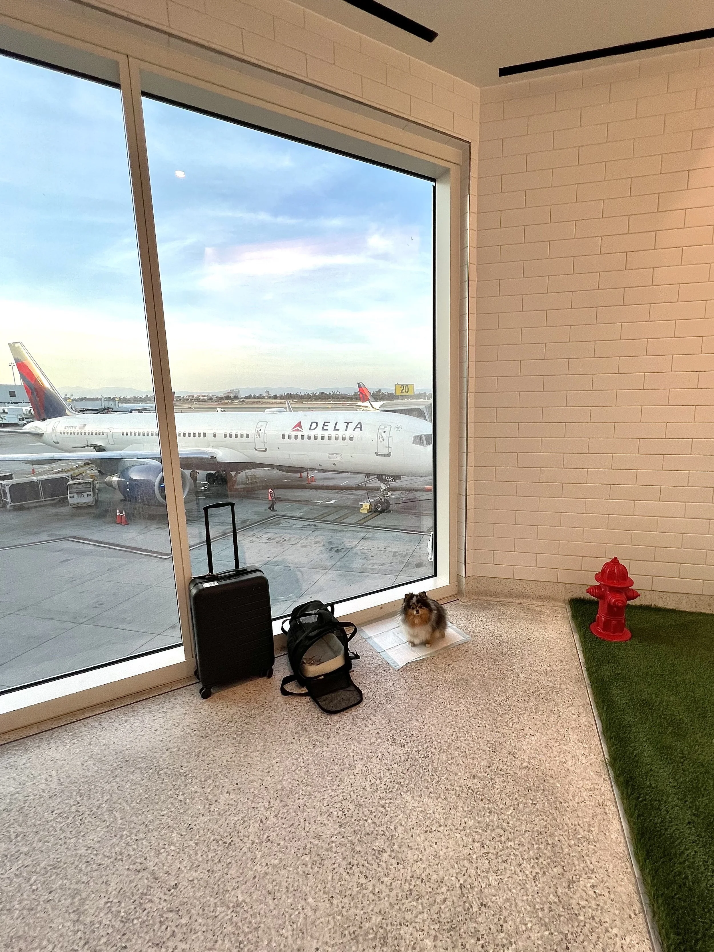 Tips for Flying Internationally with a Pet in Cabin — She is Not Lost