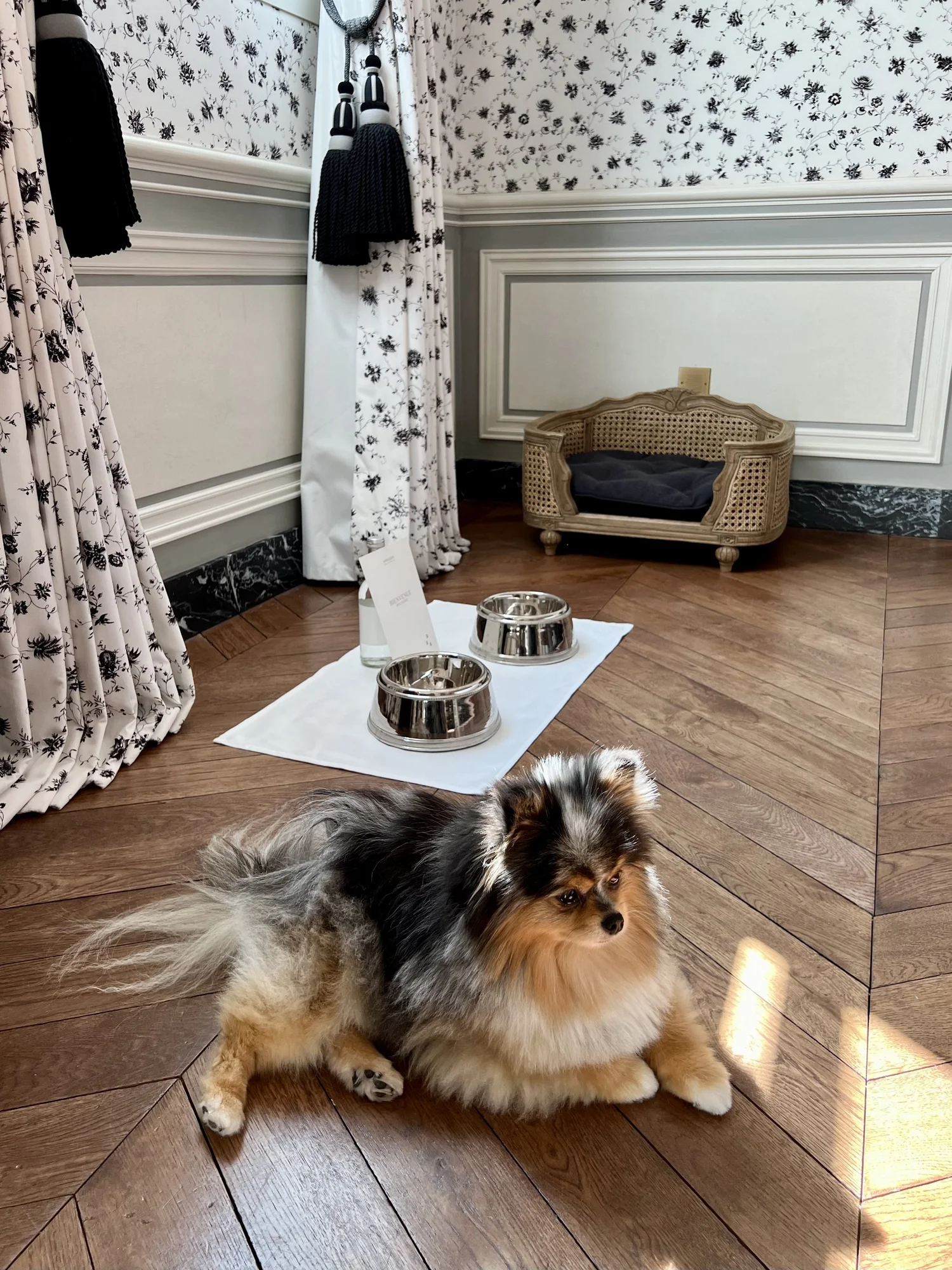 Experience Versailles like True French Royalty: Pamper Your Pup at the ...