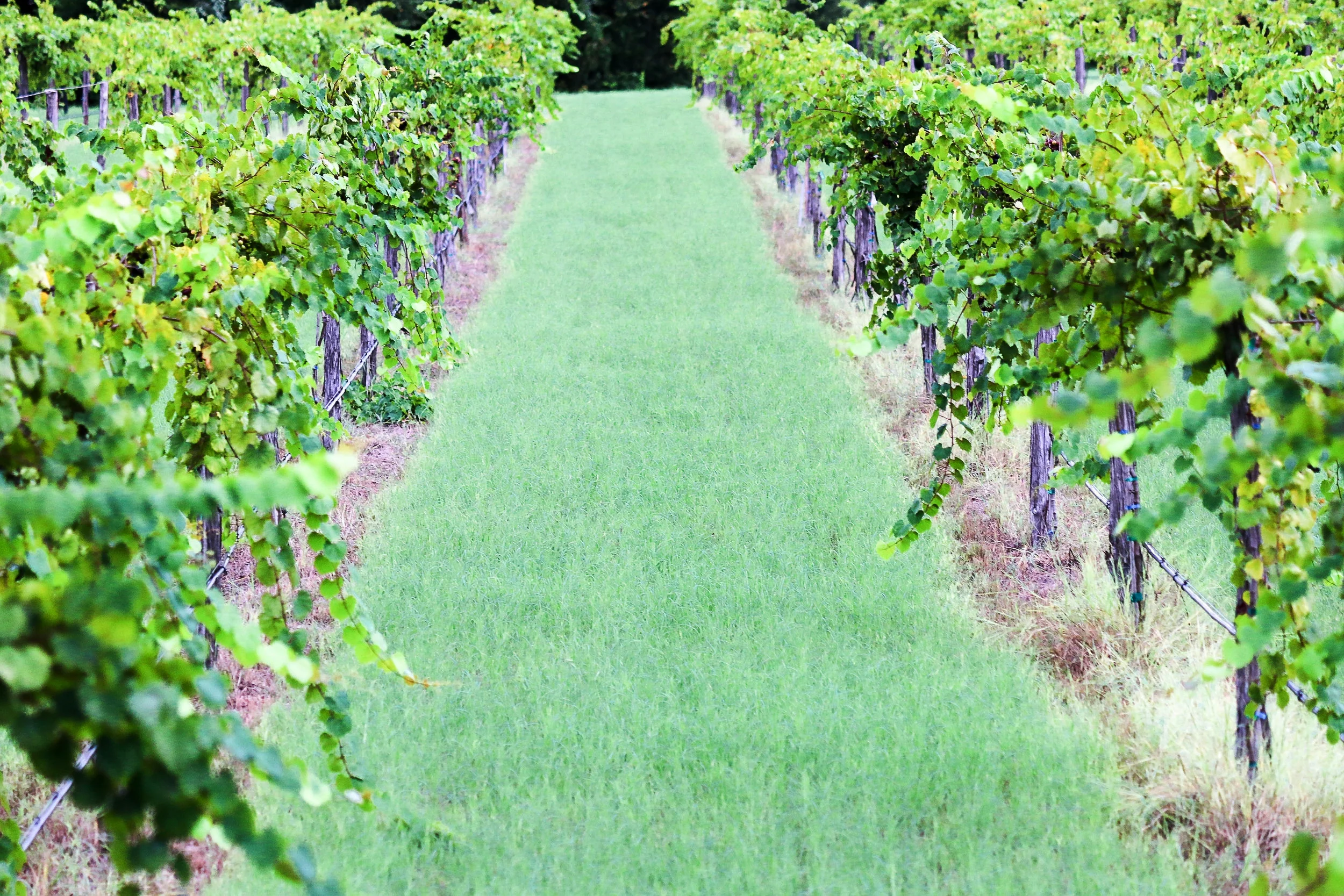 White Fox Vineyards