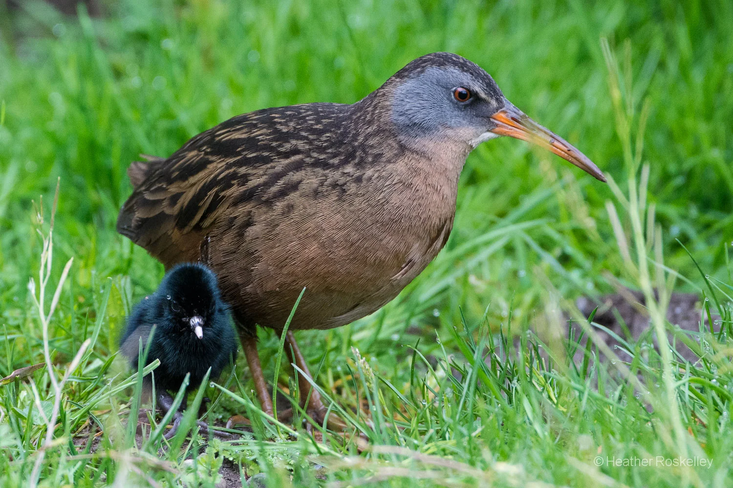Baby Rail Bird