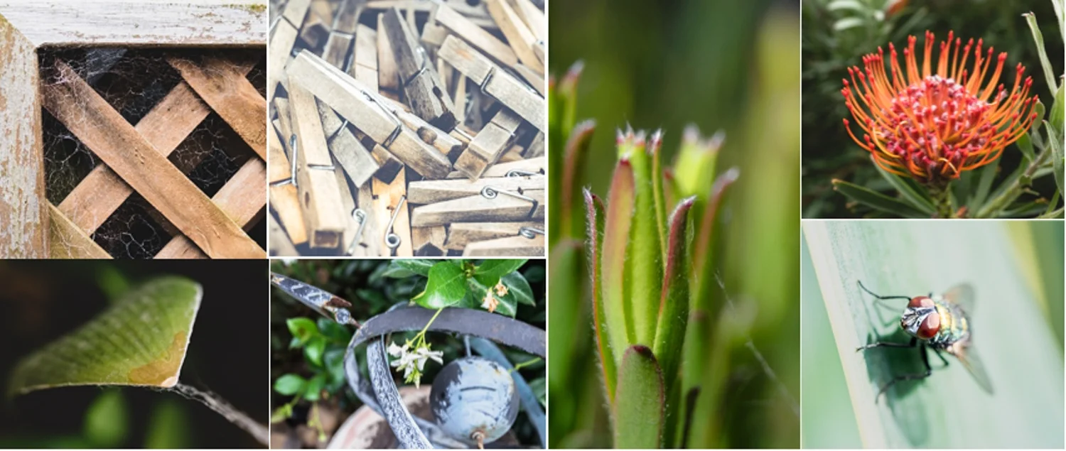 Still Life Photography, Narre Warren, Photography, Julie Powell, Still ...