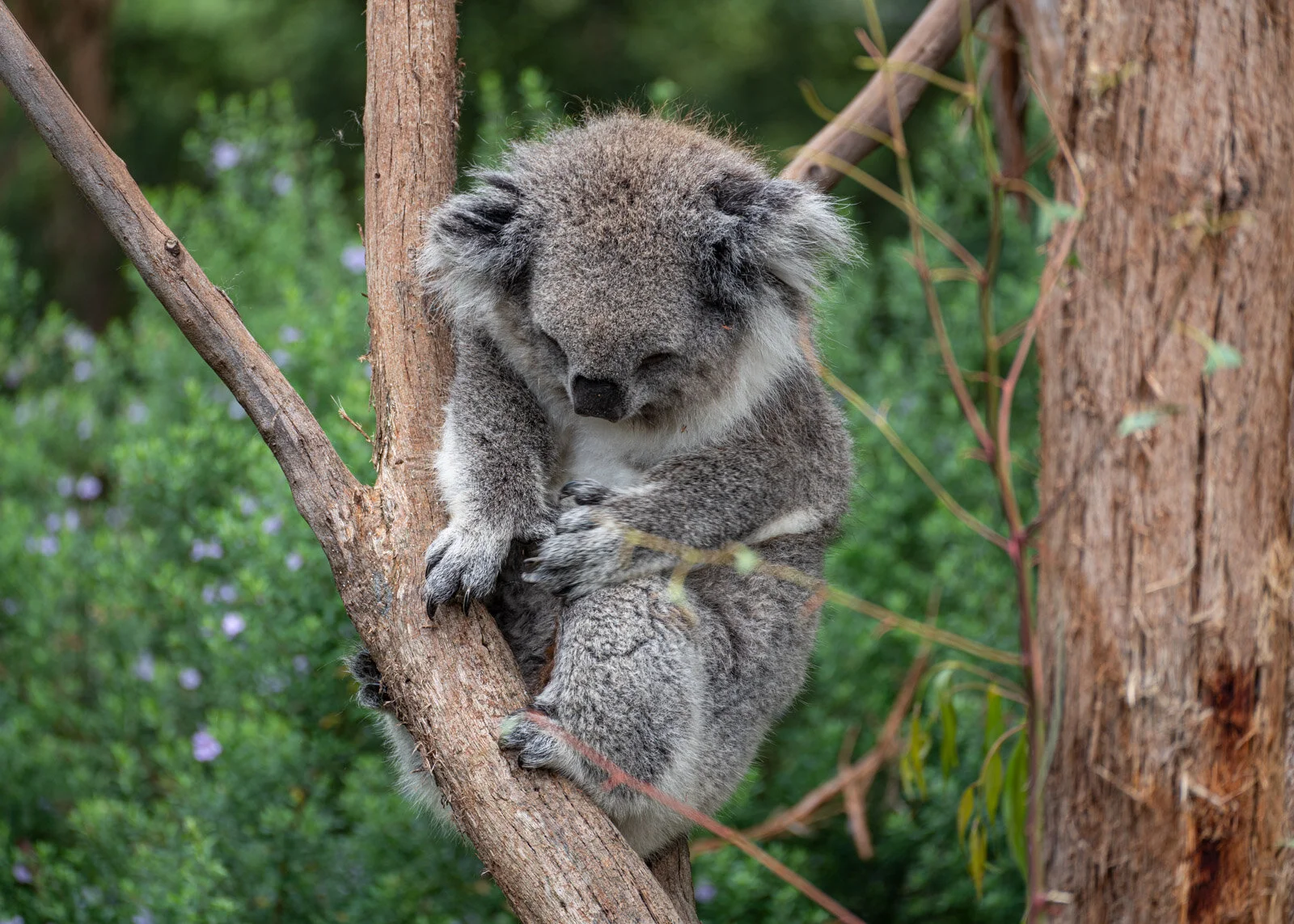 Drop Bear Koala