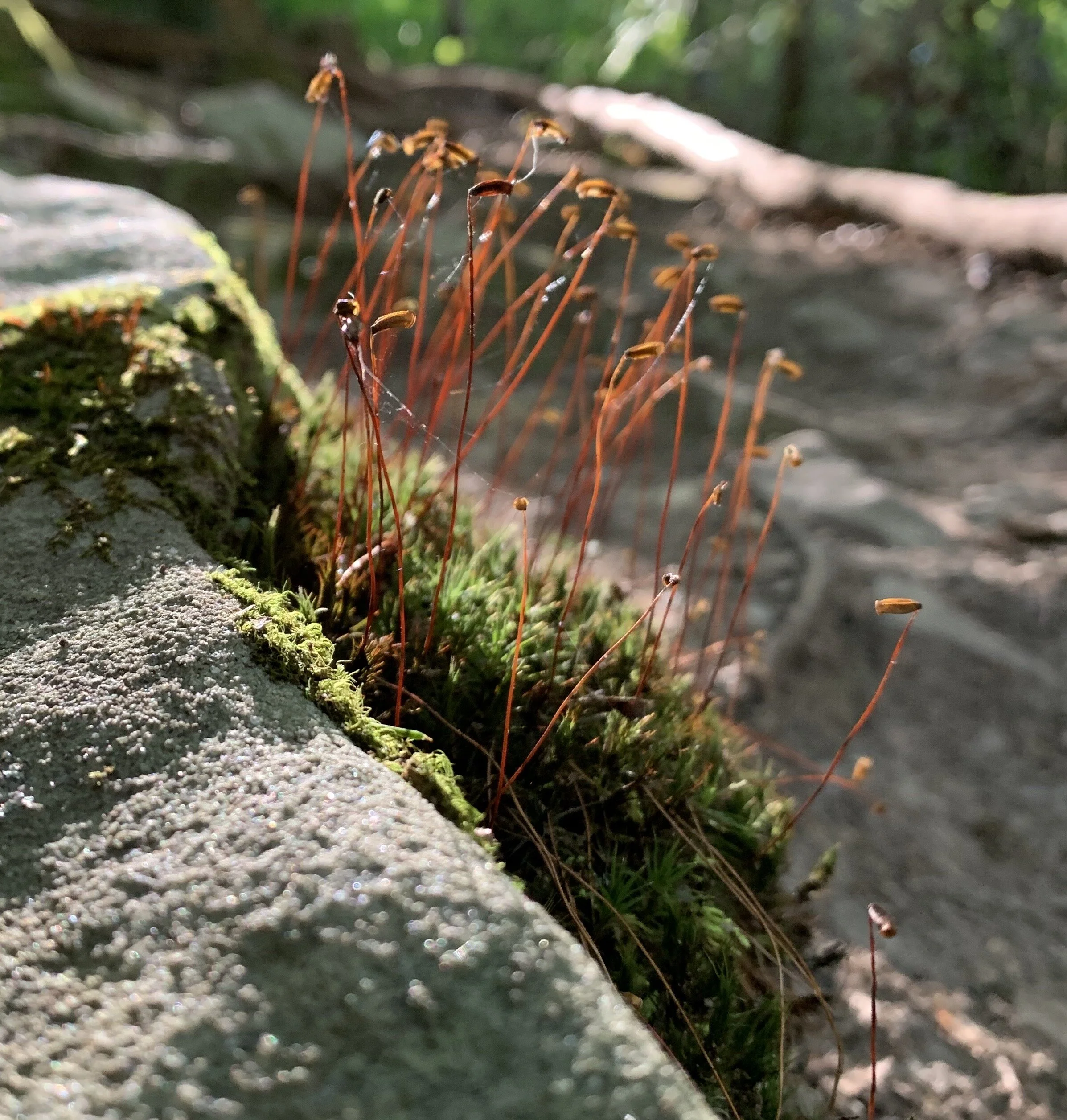 Moss Sporophyte