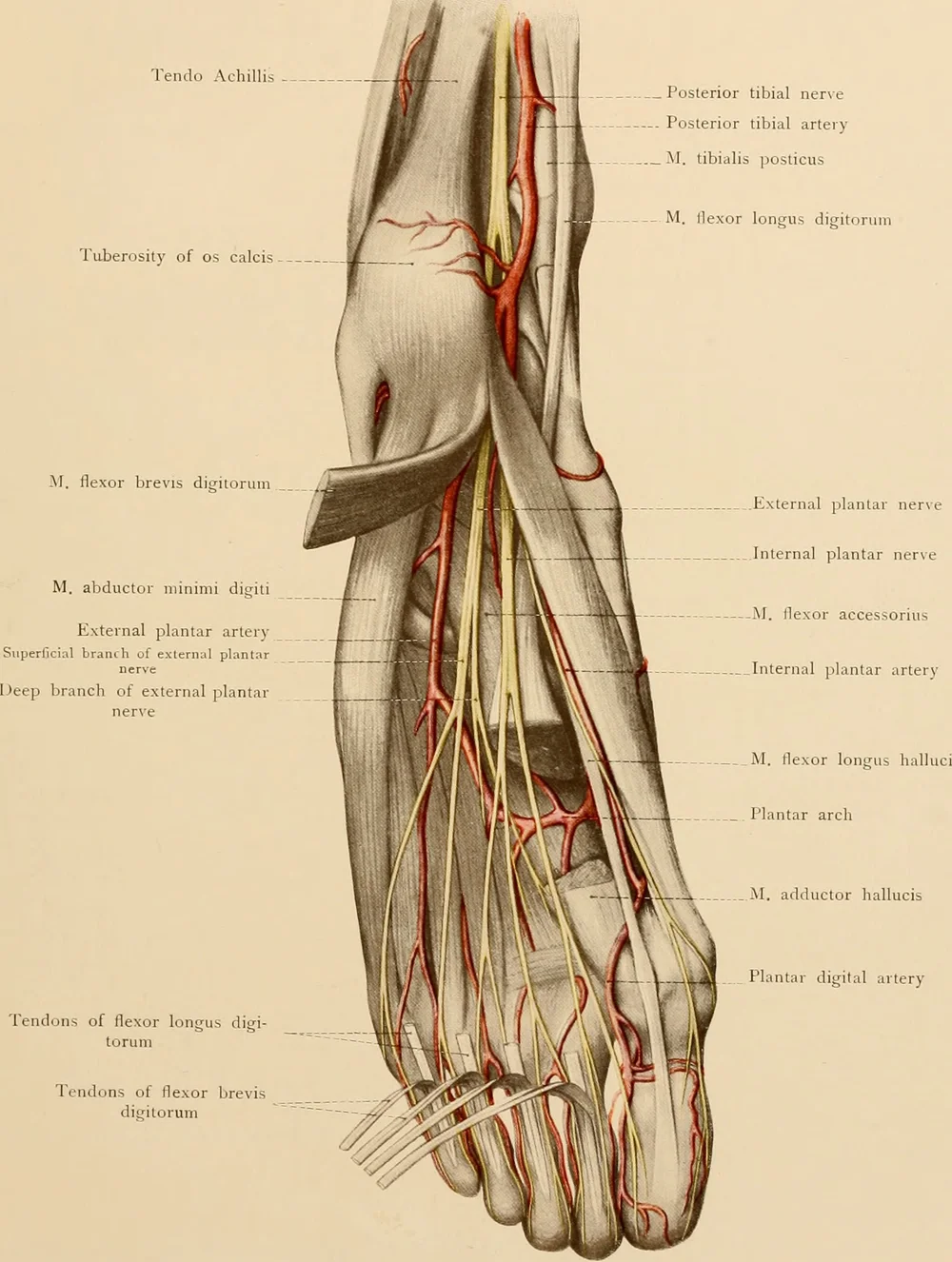 Nerve Blocks of the Foot and Ankle — Downeast Emergency Medicine