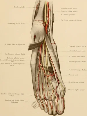 Nerve Blocks of the Foot and Ankle — Downeast Emergency Medicine