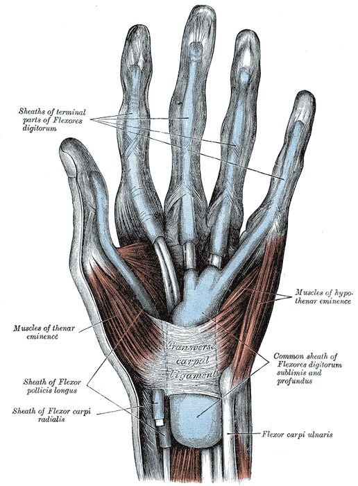 Nerve Blocks of the Hand and Wrist — Downeast Emergency Medicine