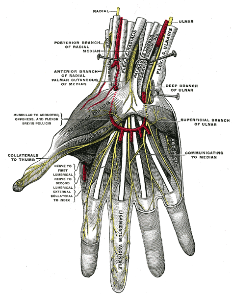 Nerve Blocks of the Hand and Wrist — Downeast Emergency Medicine