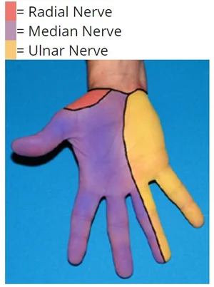 Nerve Blocks of the Hand and Wrist — Downeast Emergency Medicine