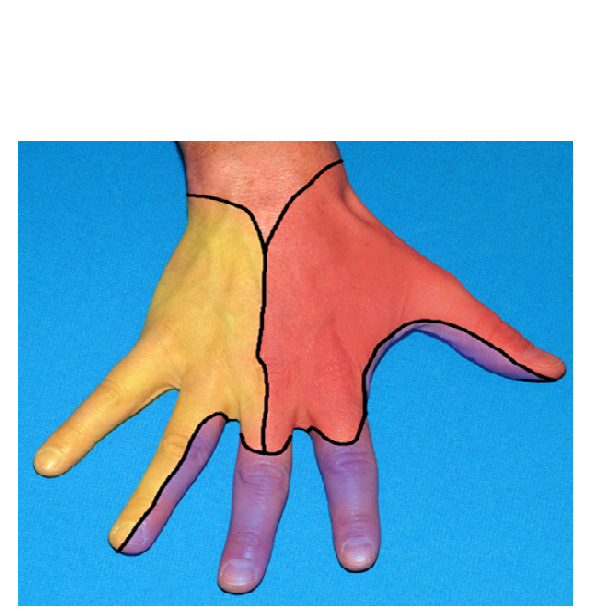 Nerve Blocks of the Hand and Wrist — Downeast Emergency Medicine
