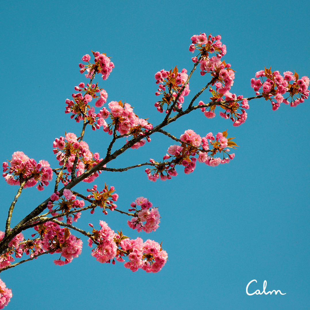 Open Up Calm Blog Open Up Calm Blog