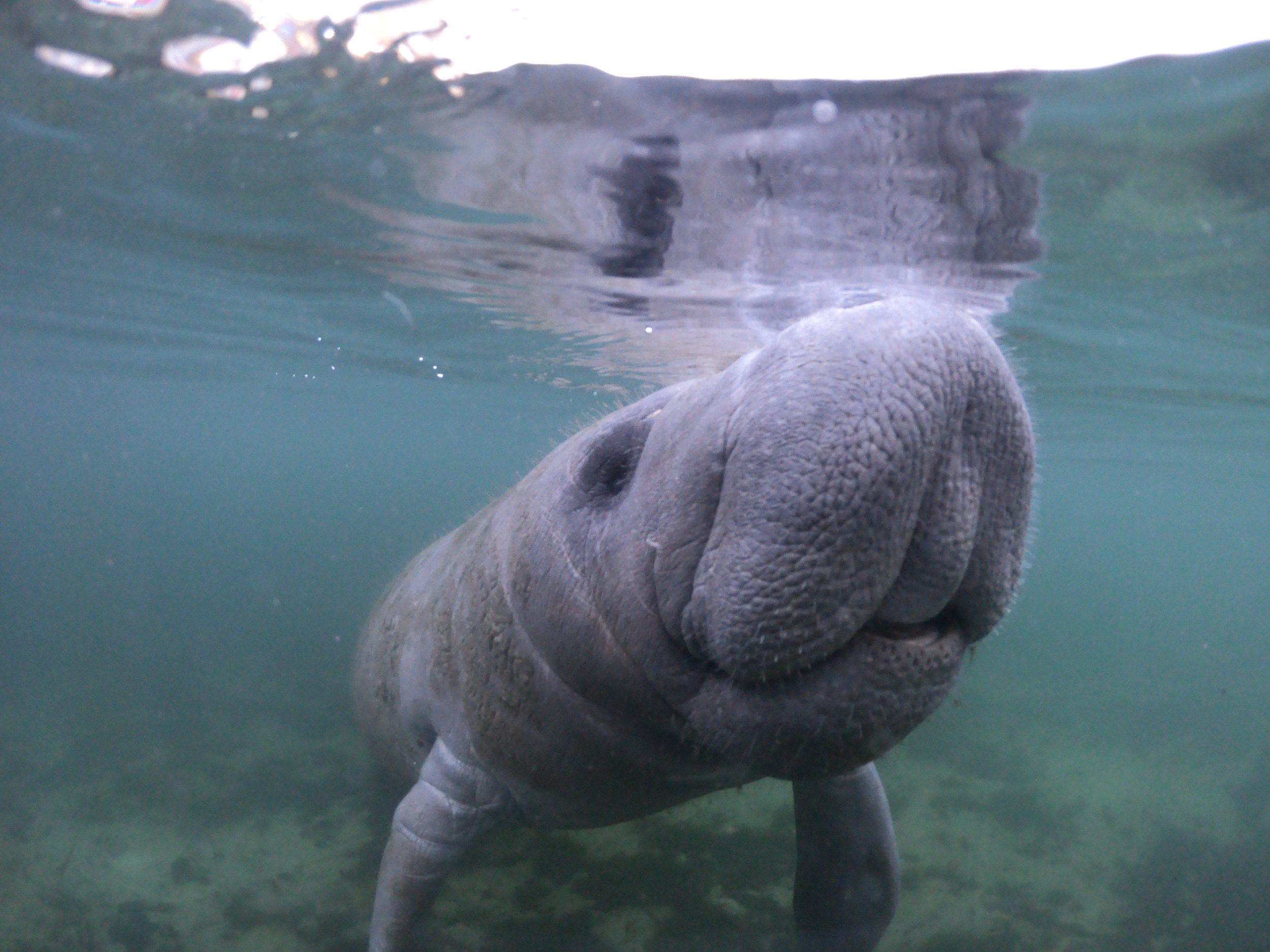 Floating with Florida’s manatees — Calm Blog
