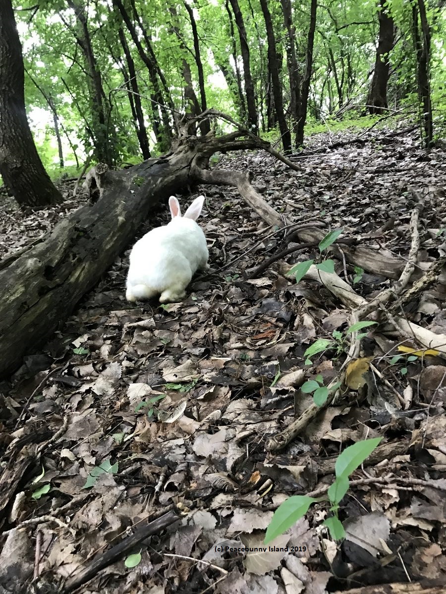 The story behind Peacebunny Island — Calm Blog