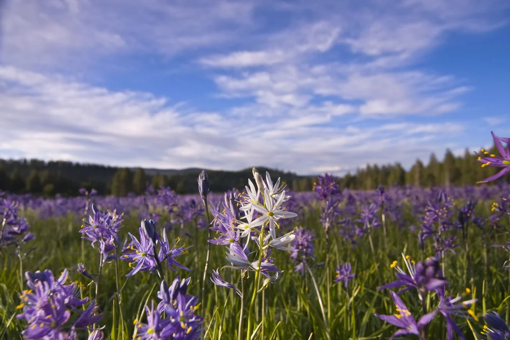 Visualization meditation: 8 exercises to add to your practice — Calm Blog