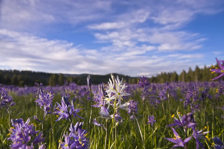 Visualization meditation: 8 exercises to add to your practice — Calm Blog