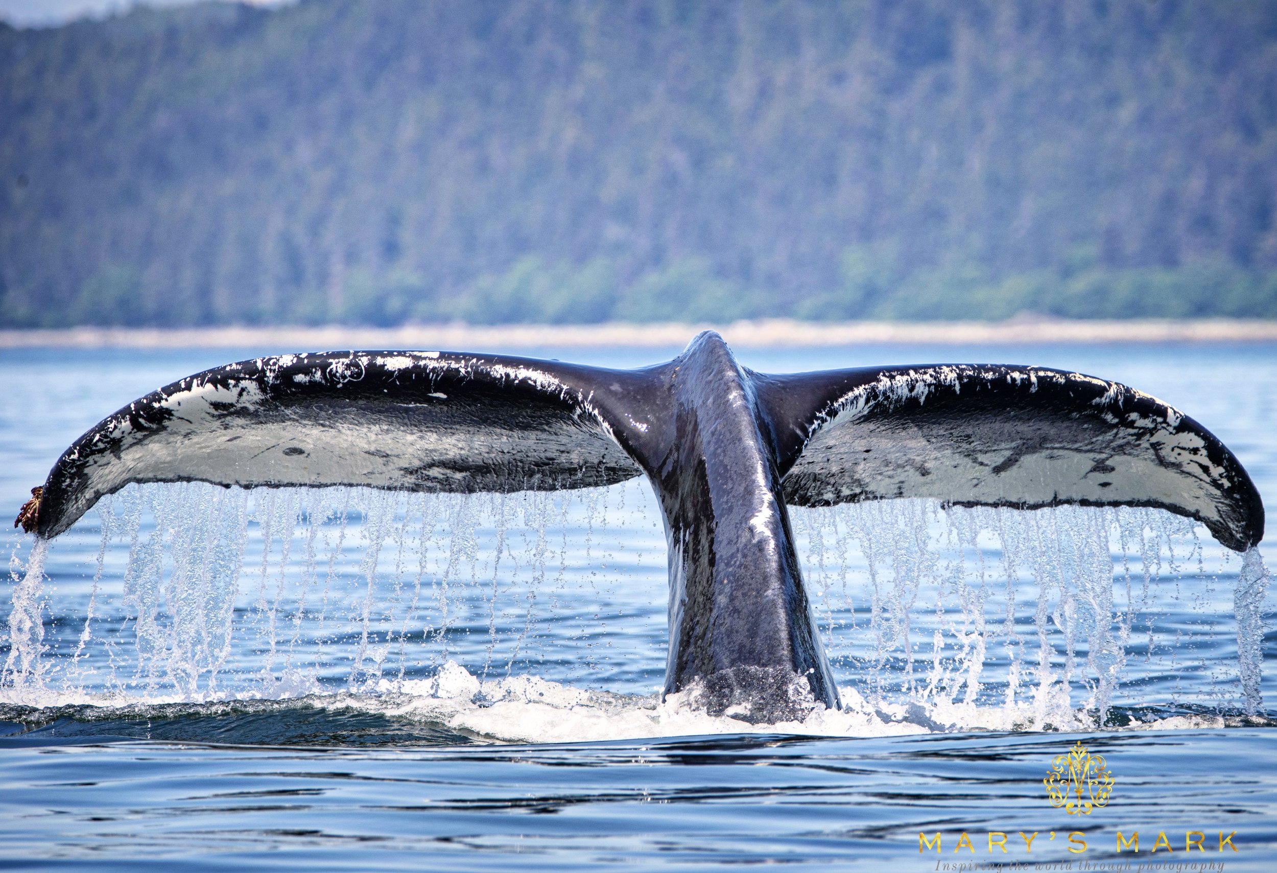Alaska Humpback Whale Fluke Wildlife Photography | Mary's Mark